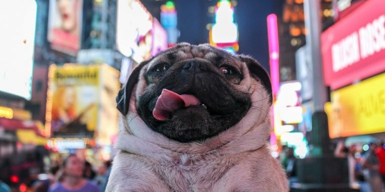 Social media fame, Doug the Pug gets a movie break